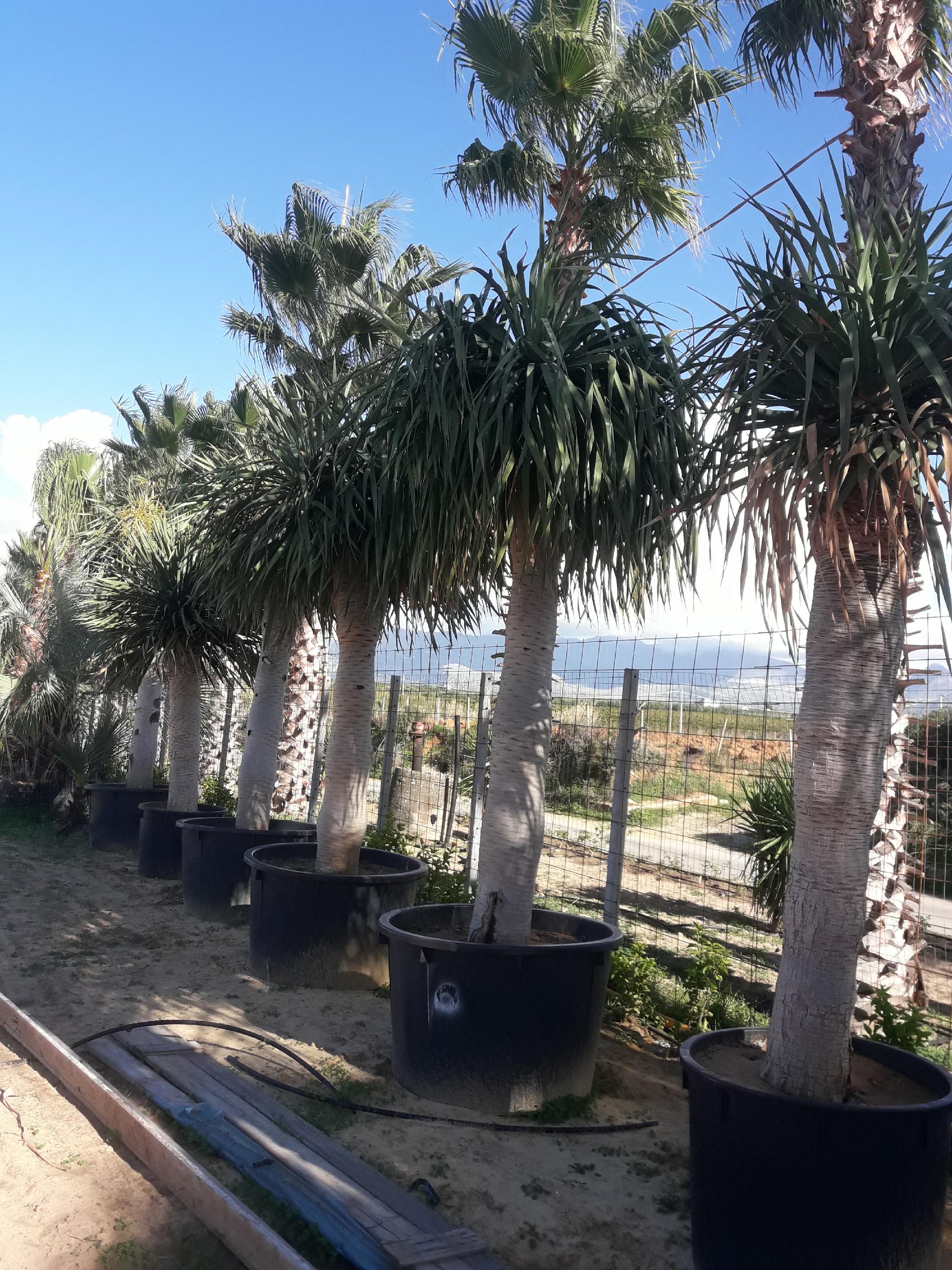 Vivaio, piante, fiori, piante tropicali, alberi da frutto | VIVAIO ...